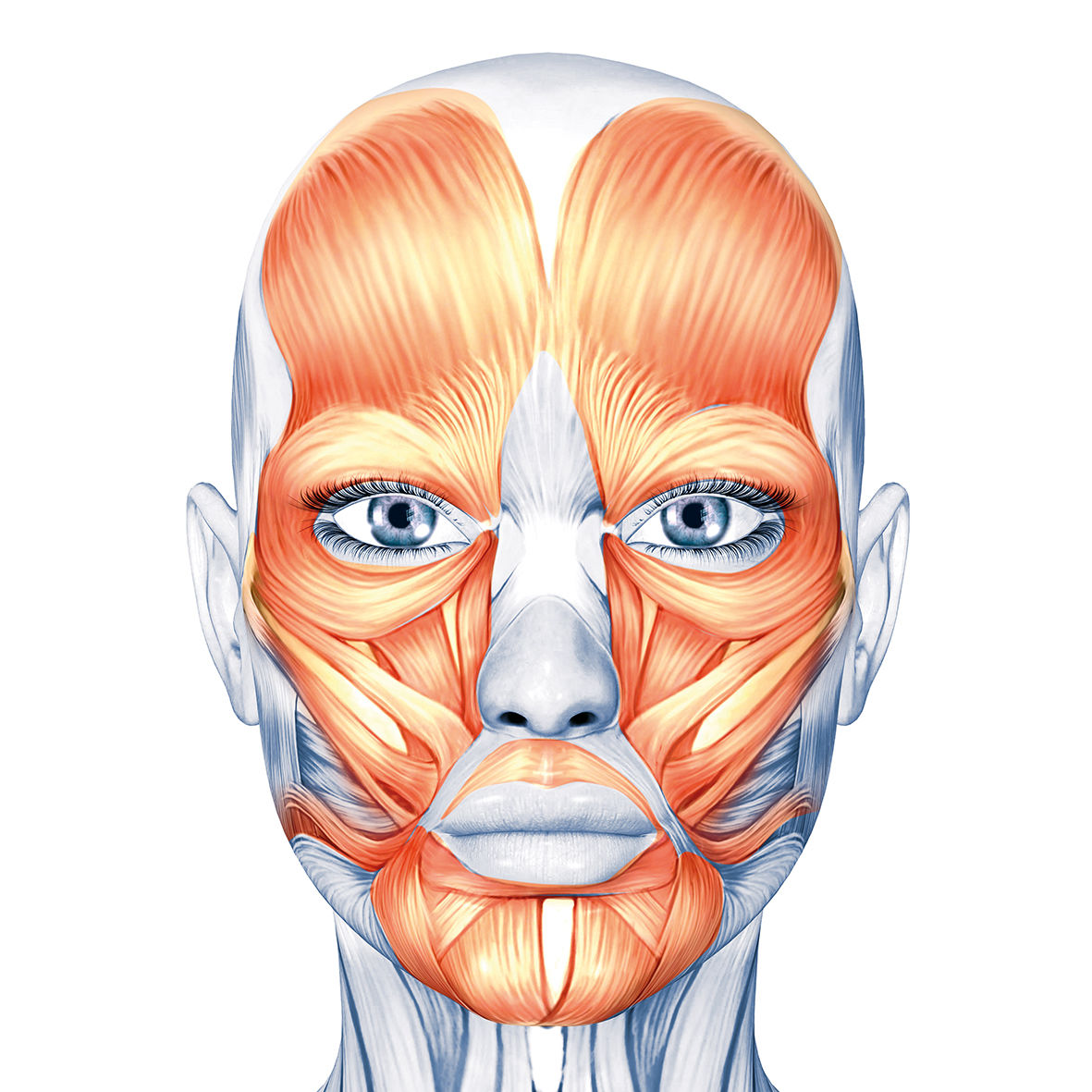 Používáme mnoho svalů obličeje, o jejichž existenci ani netušíme